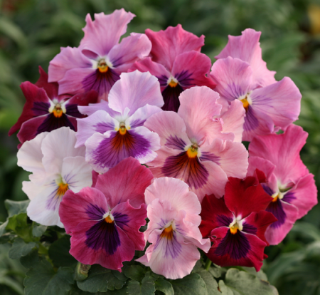 パンジーを花壇やプランター栽培できれいに見せる配色パターン | 家庭菜園インフォパーク